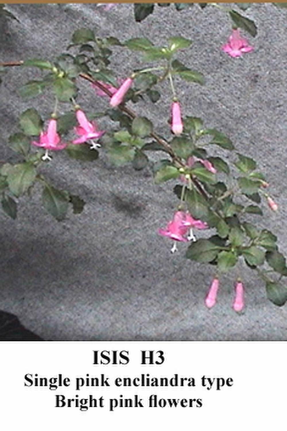 Fuchsia 'Isis' in the Fuchsias Database - Garden.org