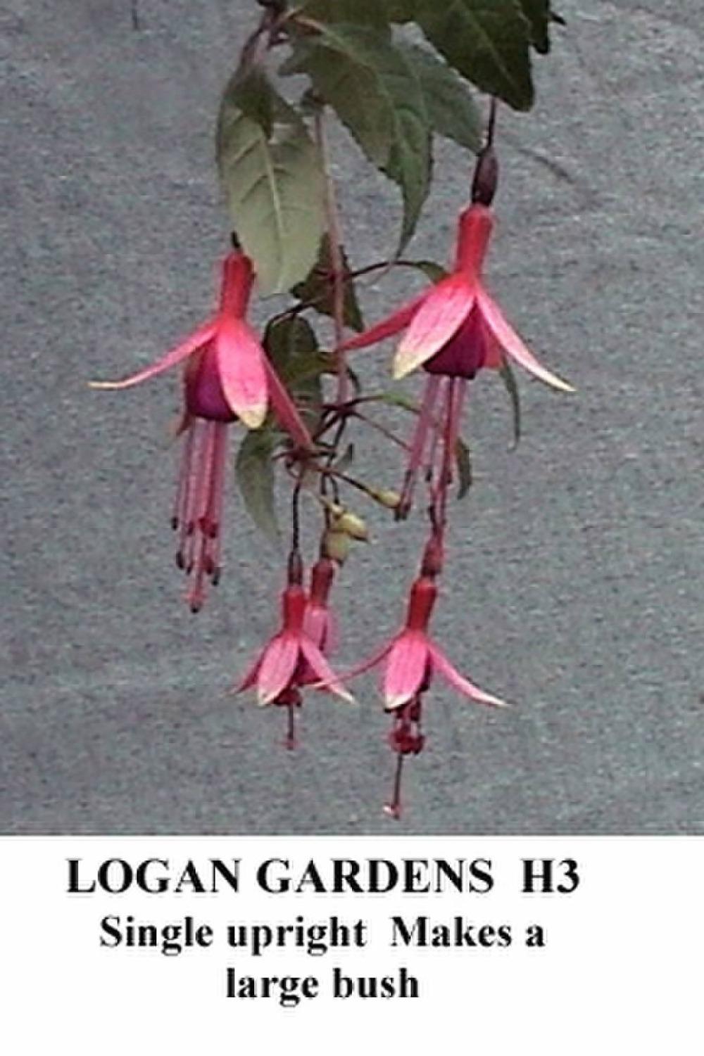Fuchsia 'Logan Garden' in the Fuchsias Database - Garden.org