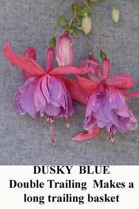 Fuchsia 'Dusky Blue' in the Fuchsias Database - Garden.org