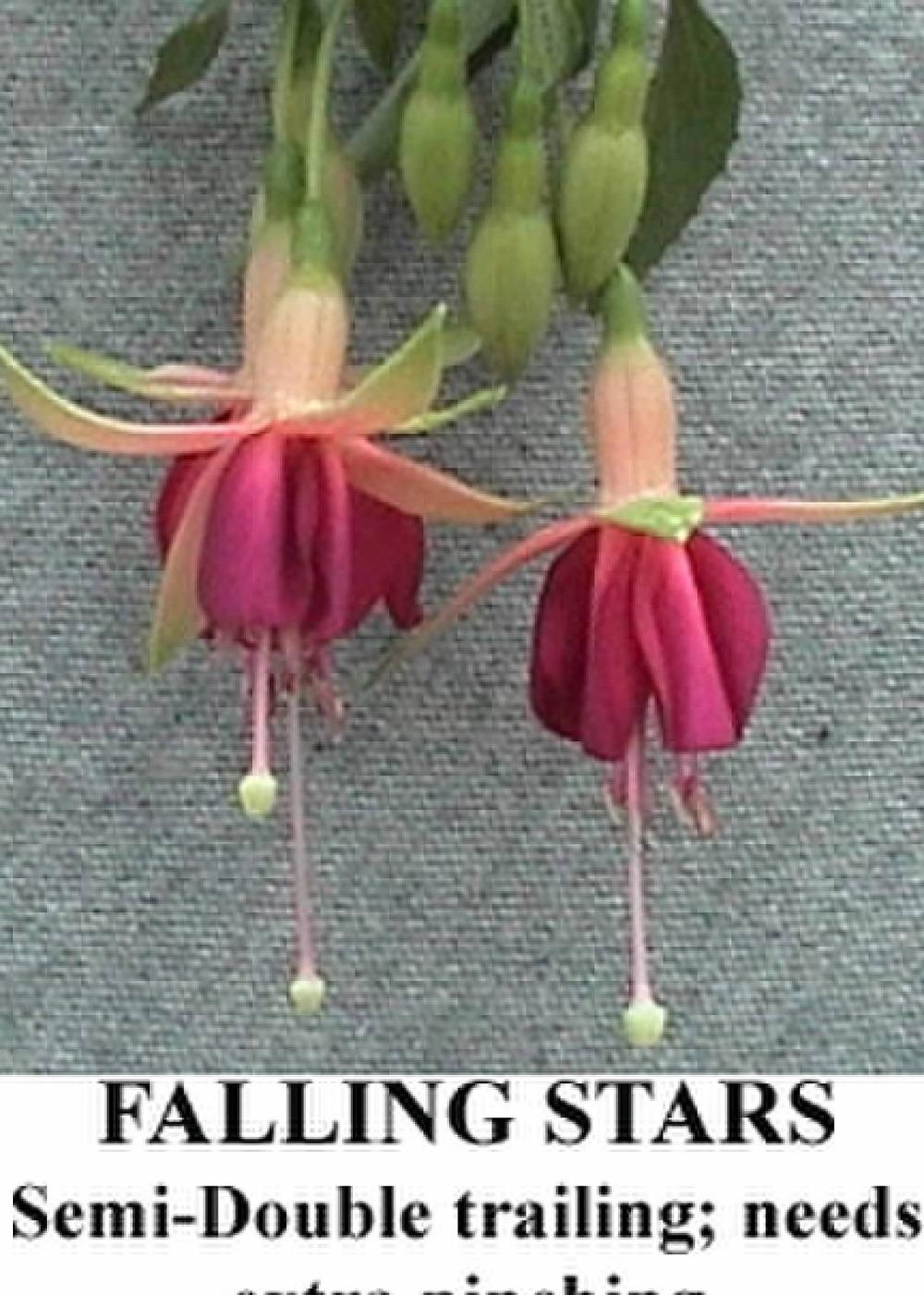 Fuchsia 'Falling Stars' in the Fuchsias Database - Garden.org