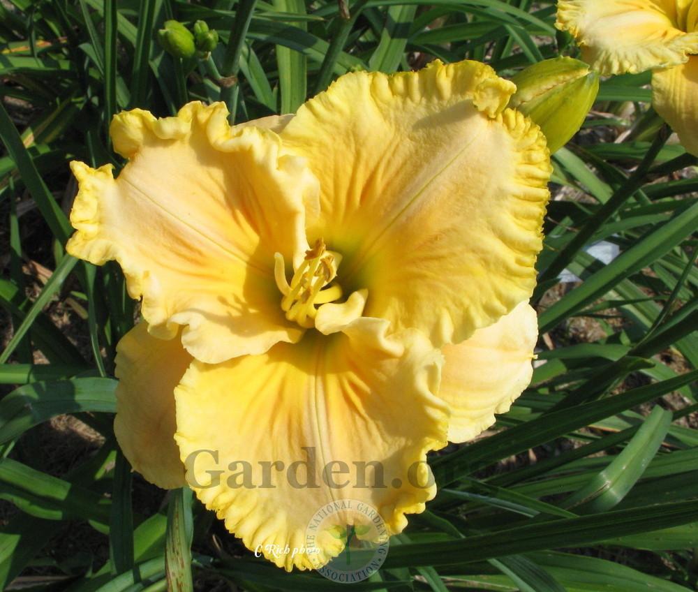 Daylily (Hemerocallis 'American Rampart') in the Daylilies Database ...