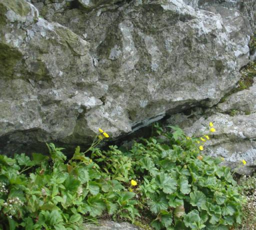 Appalachian Avens (Geum radiatum) - Garden.org