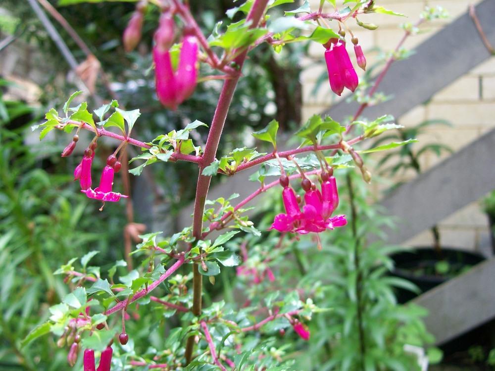 Photo of the bloom of Small Leaf Fuchsia (Fuchsia microphylla) posted ...