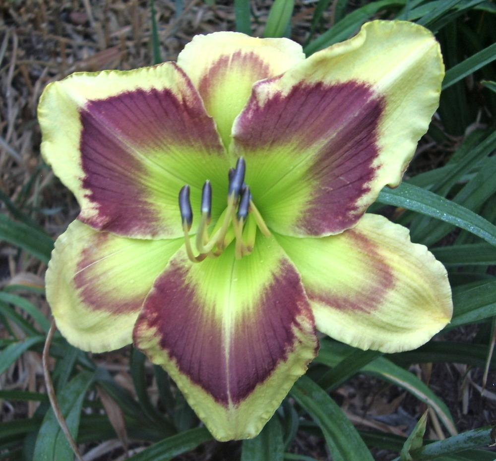 Daylily (Hemerocallis 'Red Eyed Jack') in the Daylilies Database ...