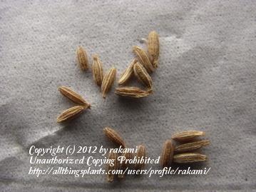 Cumin (Cuminum cyminum) - Garden.org