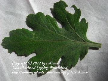 Photo of the leaves of Autumn Flowering Mum (Chrysanthemum x morifolium ...