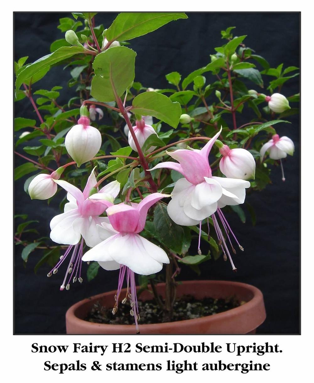 Fuchsia 'Snow Fairy' in the Fuchsias Database - Garden.org