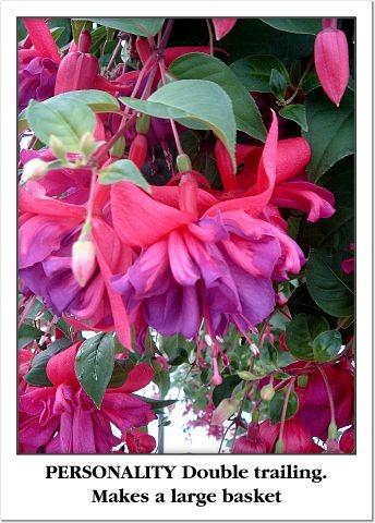 Fuchsia 'Personality' in the Fuchsias Database - Garden.org
