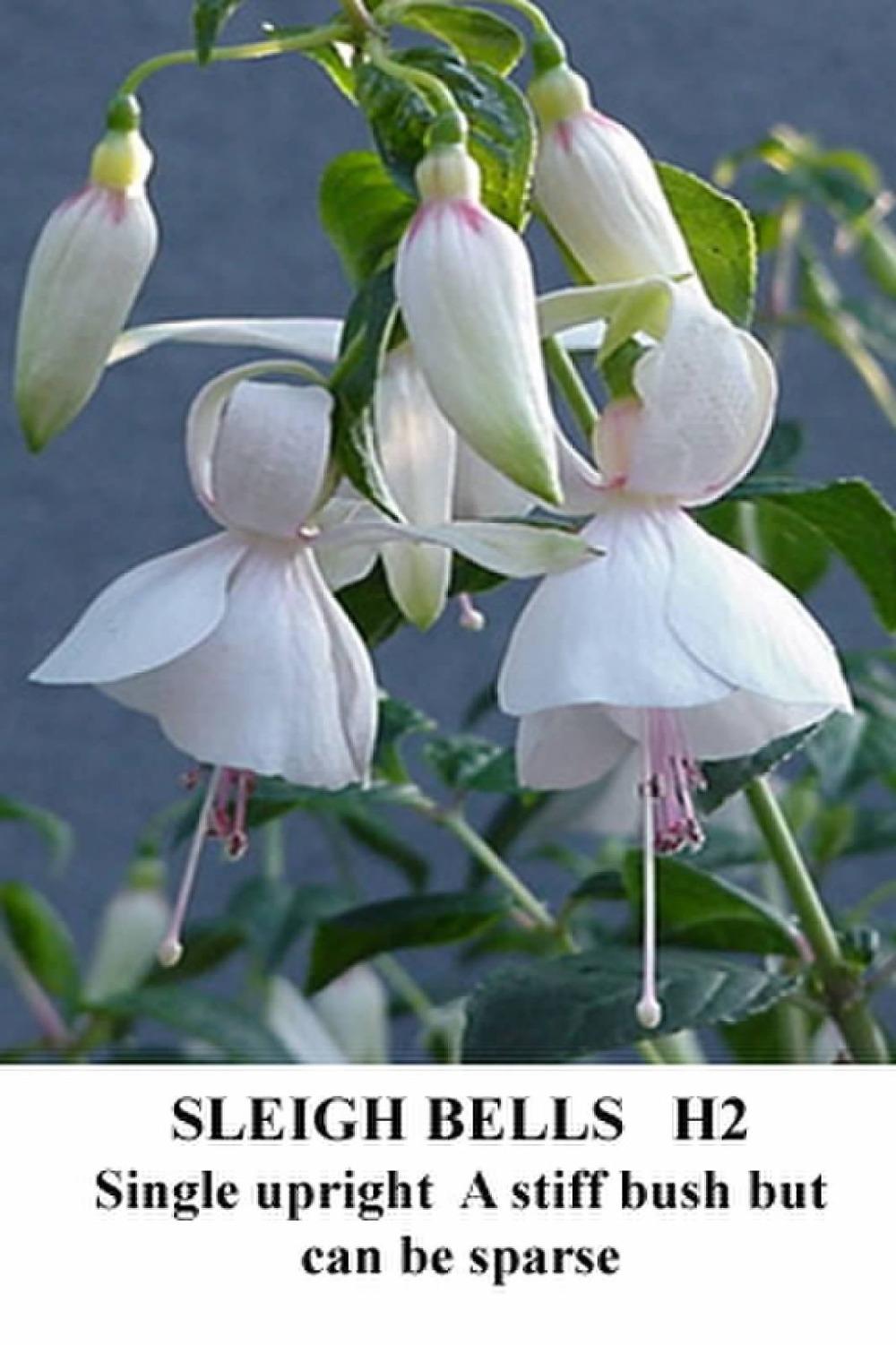 Fuchsia 'Sleigh Bells' in the Fuchsias Database - Garden.org