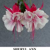 Photo of the bloom of Fuchsia 'Sheryl Ann' posted by zuzu - Garden.org