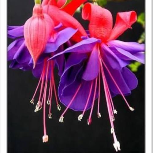 Fuchsia 'Violet Gem' in the Fuchsias Database - Garden.org