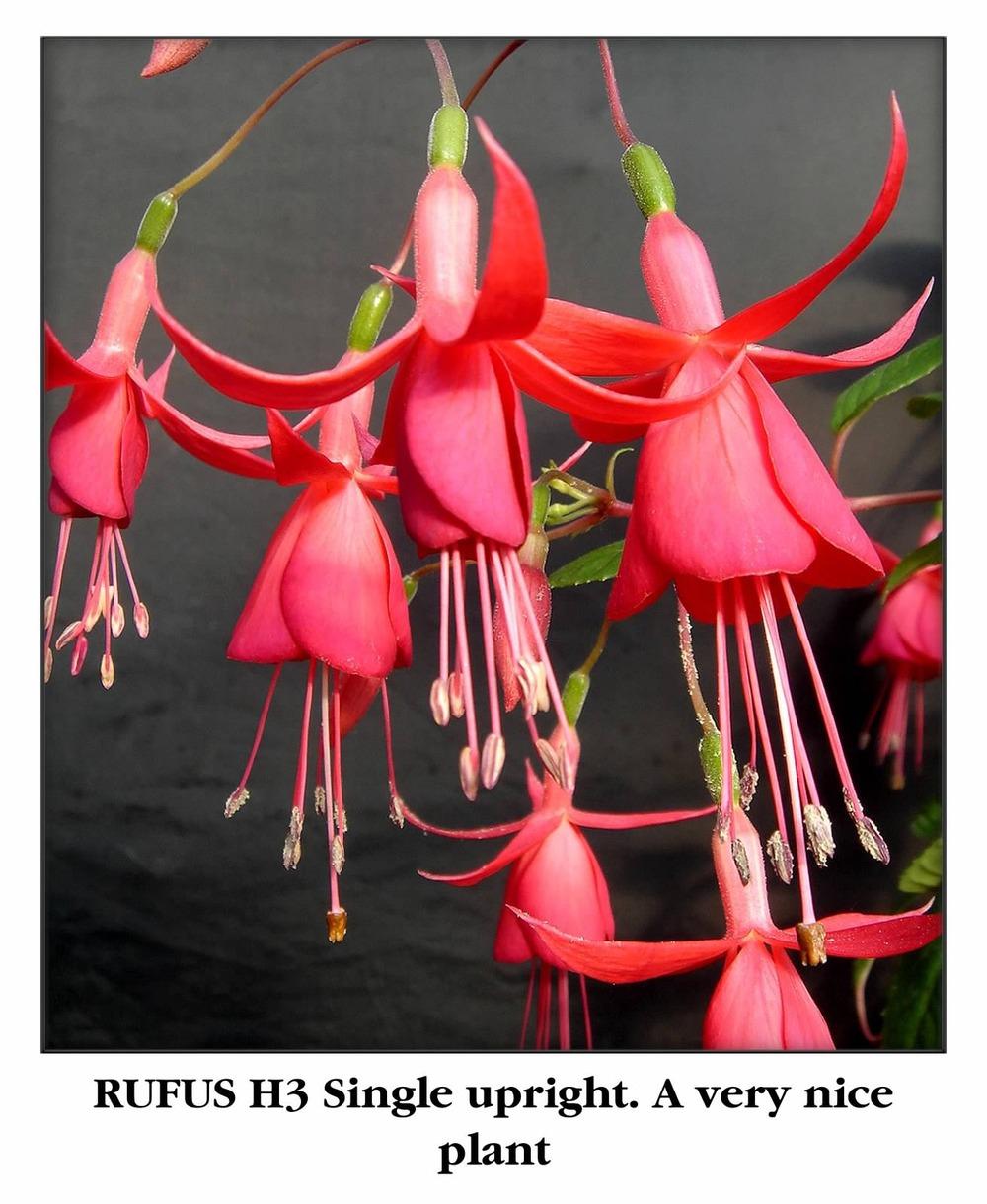 Fuchsia 'Rufus' in the Fuchsias Database - Garden.org