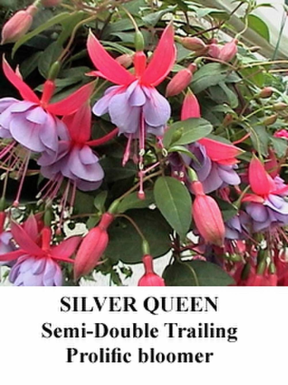 Fuchsia 'Silver Queen' in the Fuchsias Database - Garden.org