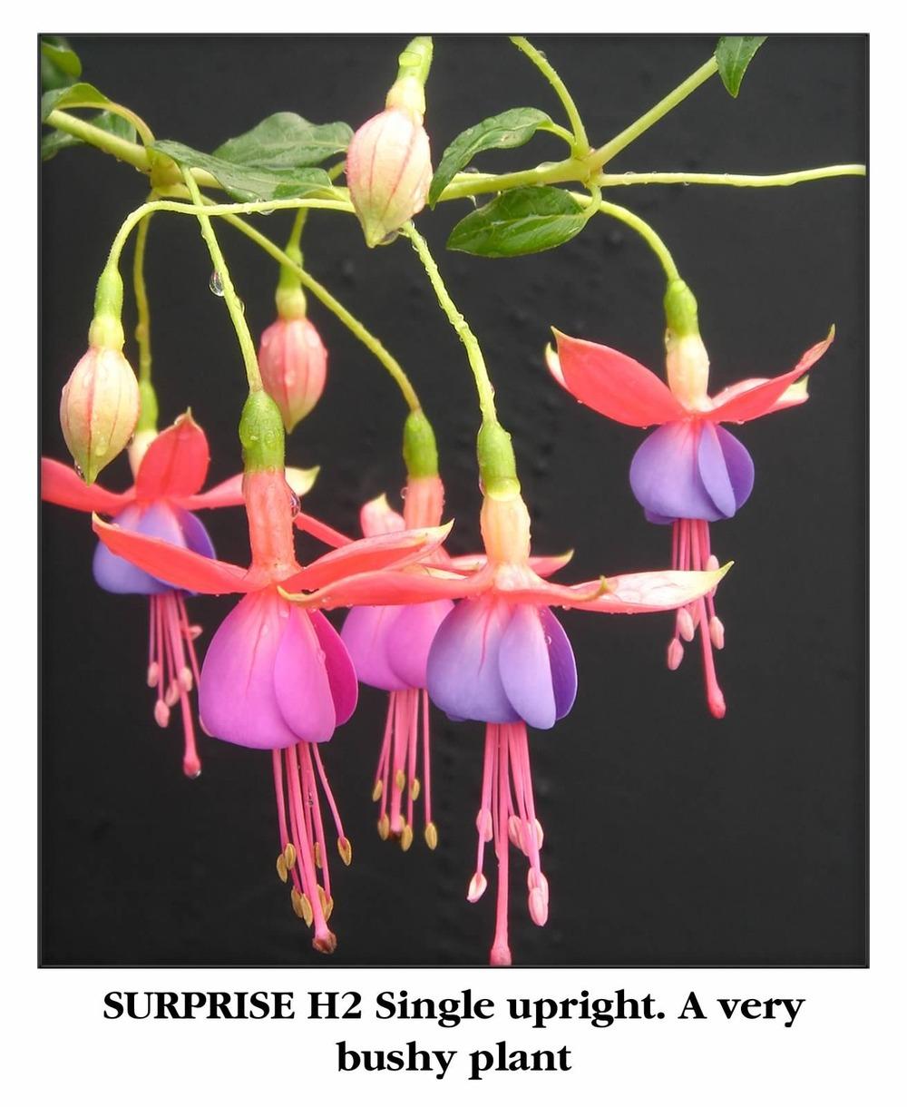 Fuchsia 'Surprise' in the Fuchsias Database - Garden.org