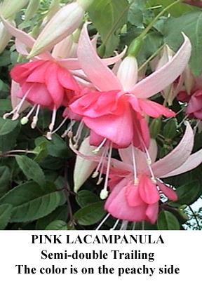 Fuchsia 'Pink La Campanella' in the Fuchsias Database - Garden.org