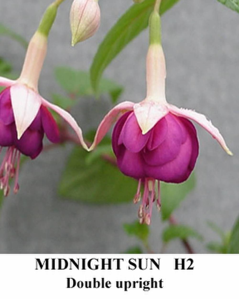 Fuchsia 'Midnight Sun' in the Fuchsias Database - Garden.org