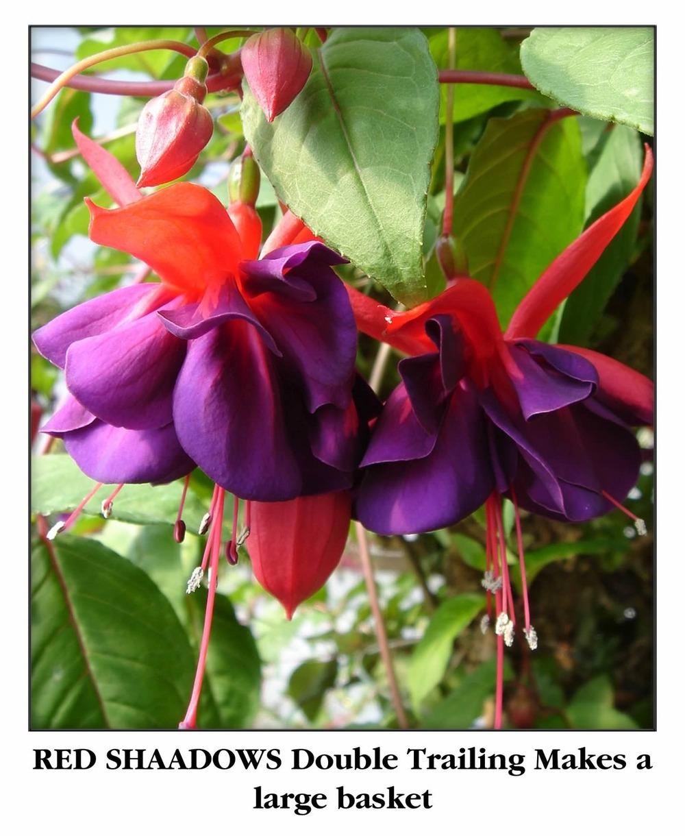Fuchsia 'Red Shadows' in the Fuchsias Database - Garden.org