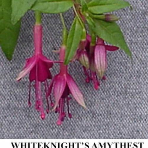 Fuchsia 'Whiteknight's Amethyst' in the Fuchsias Database - Garden.org