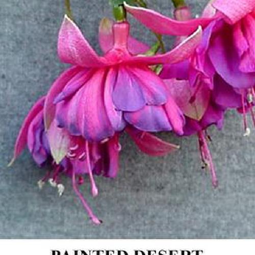 Fuchsia 'Painted Desert' in the Fuchsias Database - Garden.org