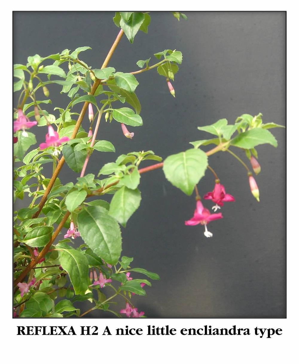 Fuchsia 'Reflexa' in the Fuchsias Database - Garden.org