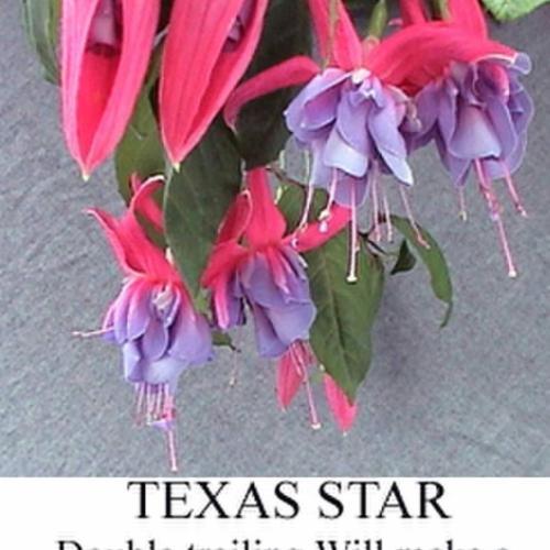 Fuchsia 'Texas Star' in the Fuchsias Database - Garden.org