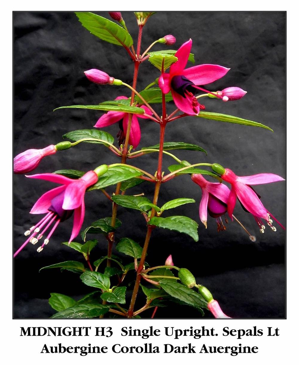 Fuchsia 'Midnight' in the Fuchsias Database - Garden.org