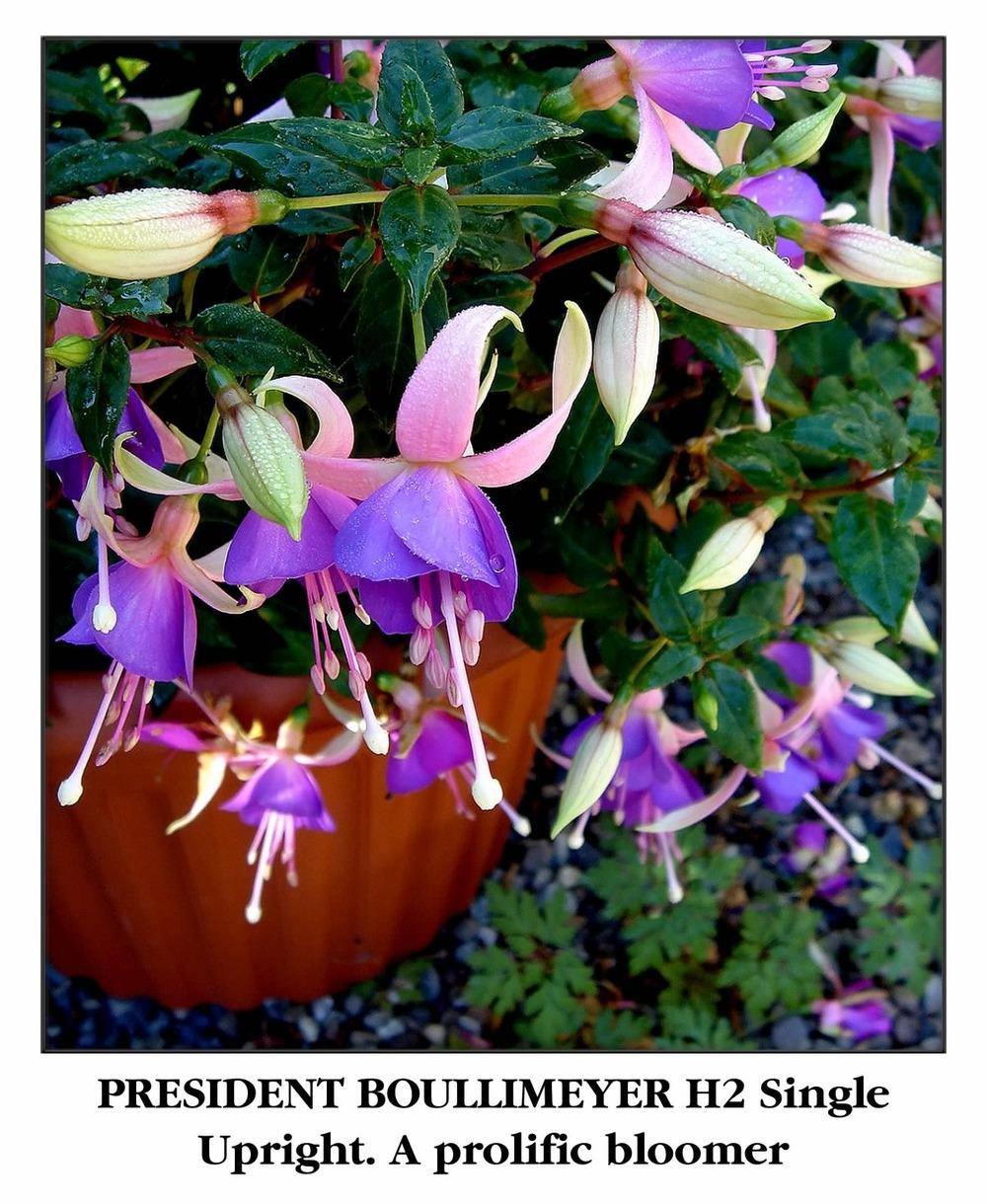 Photo of the bloom of Fuchsia 'President Leo Boullemier' posted by ...