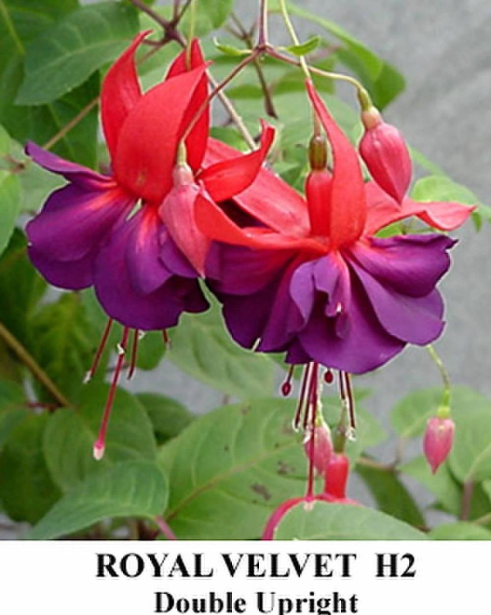 Photo of the bloom of Fuchsia 'Royal Velvet' posted by Calif_Sue ...
