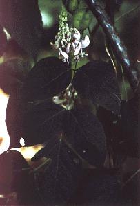 Price's Groundnut (Apios priceana) - Garden.org