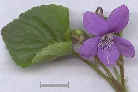Heath Dog Violet (Viola canina) in the Violas Database - Garden.org