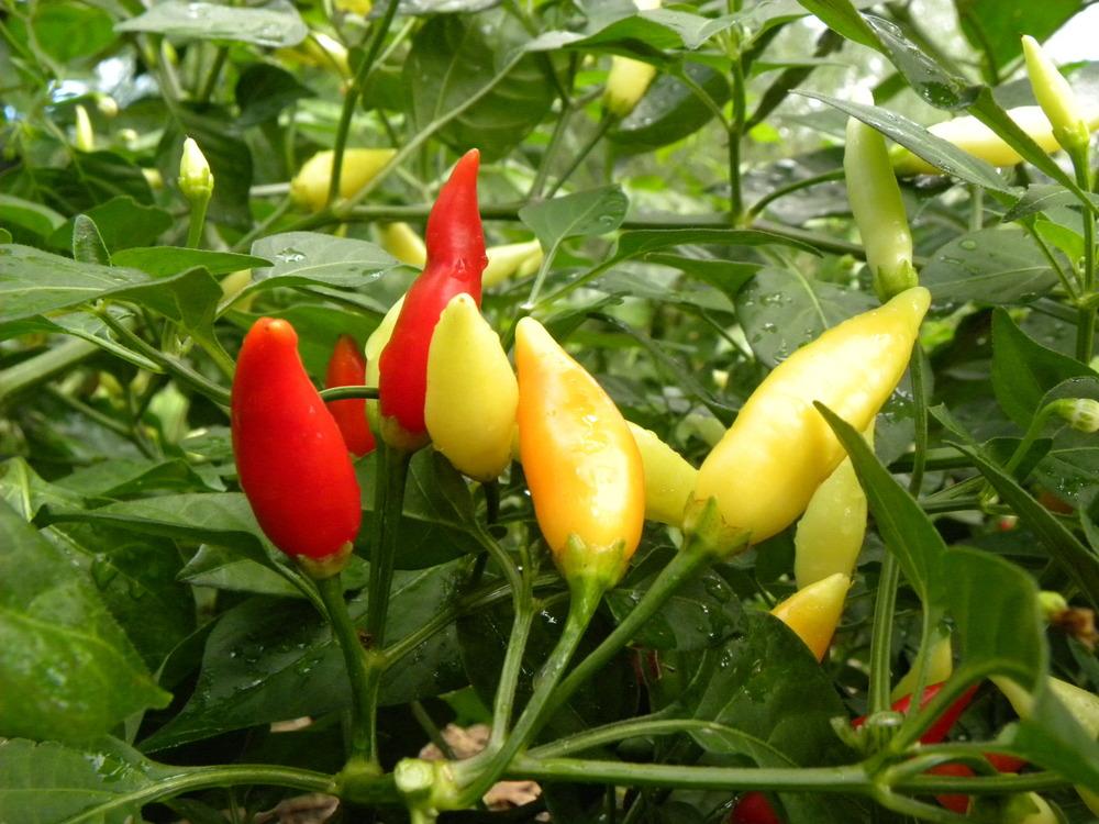 Ornamental Pepper (Capsicum baccatum 'Aji Omnicolor') in the Peppers ...