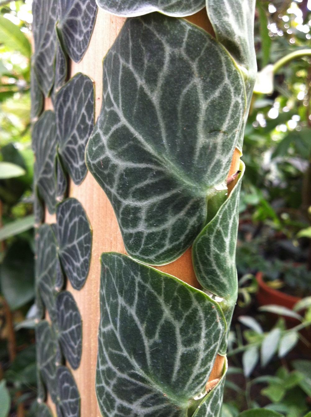 Photo of the leaves of Rhaphidophora cryptantha posted by GordonHawk ...