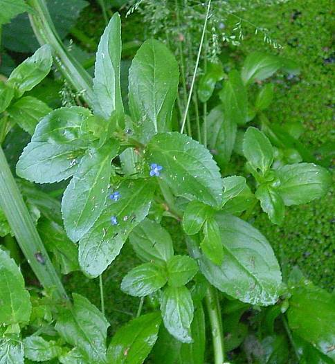 European Brooklime (Veronica beccabunga) in the Veronicas Database ...