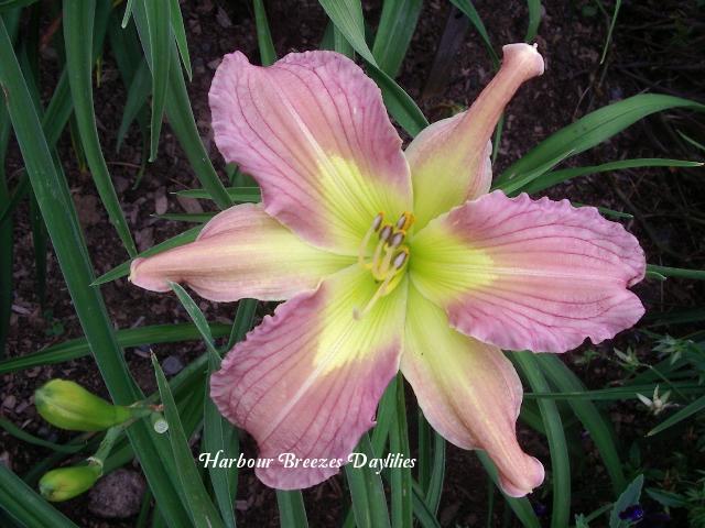 Photo of the bloom of Daylily (Hemerocallis 'Prague Spring') posted by ...