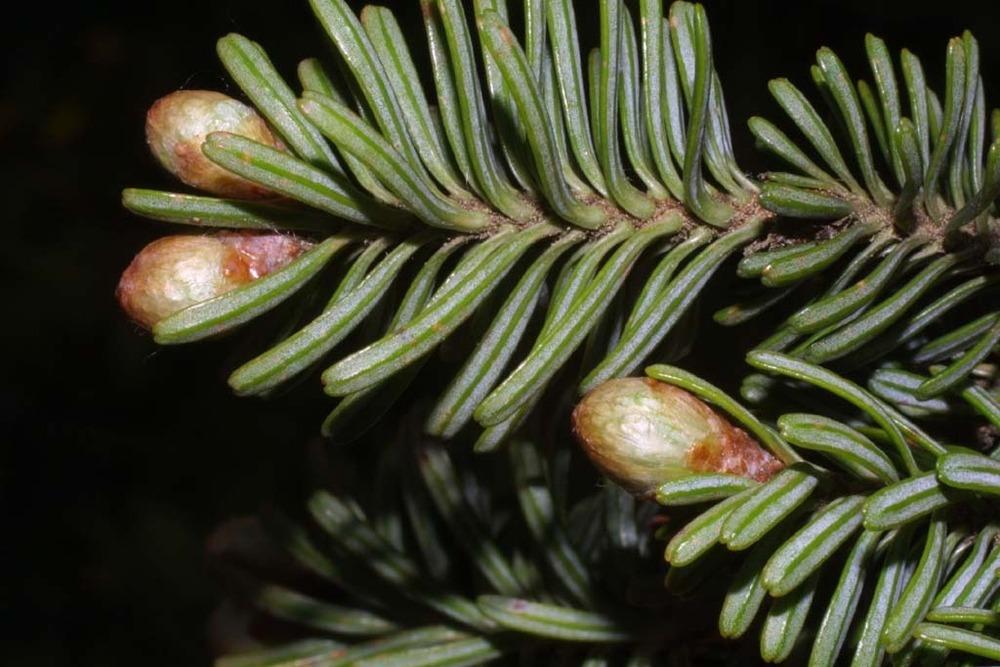 Photo of the bloom of Fraser Fir (Abies fraseri) posted by SongofJoy ...