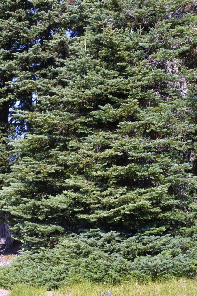Photo of the entire plant of Subalpine Fir (Abies lasiocarpa) posted by ...