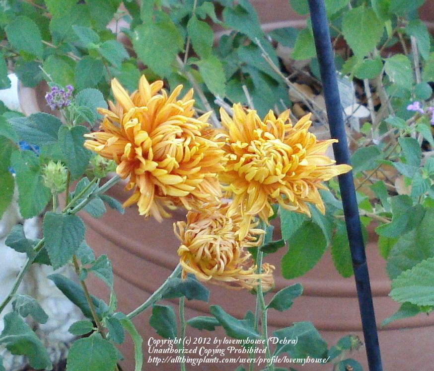 Photo of the bloom of Football Mum (Chrysanthemum 'Cheerleader') posted ...