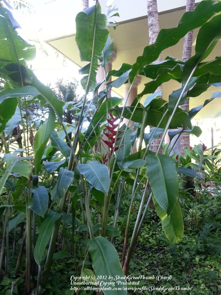 Photo of the entire plant of Heliconia 'Criswick' posted by ...