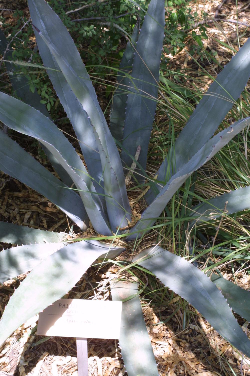 Photo of the entire plant of Palmer's Agave (Agave palmeri) posted by ...
