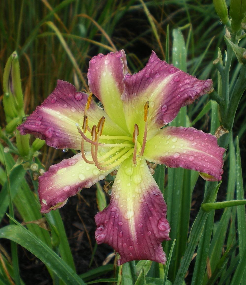Daylily (Hemerocallis 'Pattern Evolution') in the Daylilies Database ...