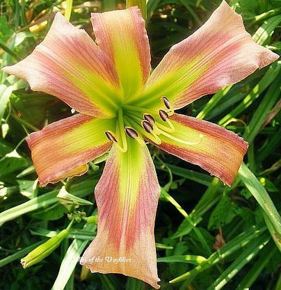 Daylily (Hemerocallis 'Jackson Ross Bachman') in the Daylilies Database - Garden.org