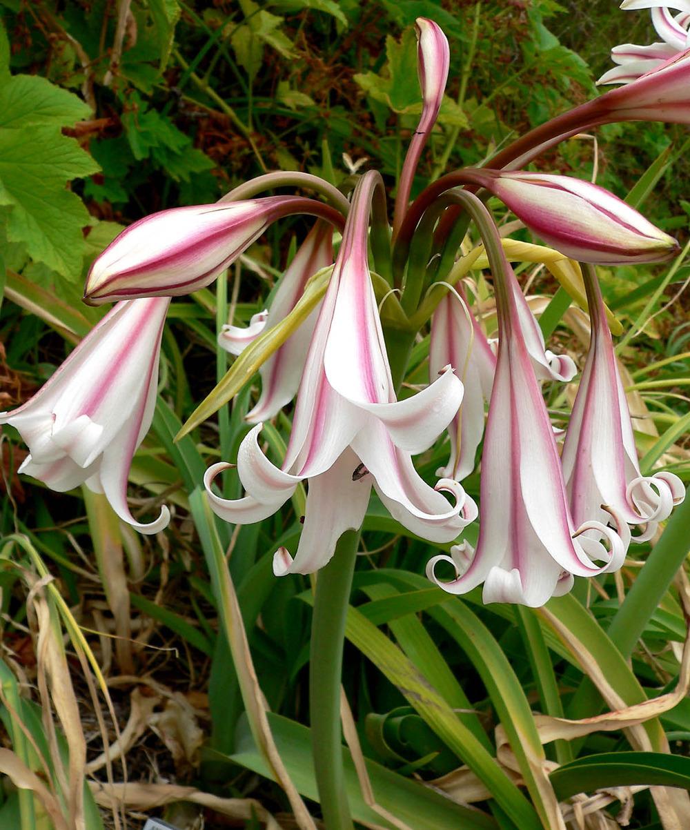 Photo of the bloom of Crinum (Crinum bulbispermum) posted by SongofJoy ...