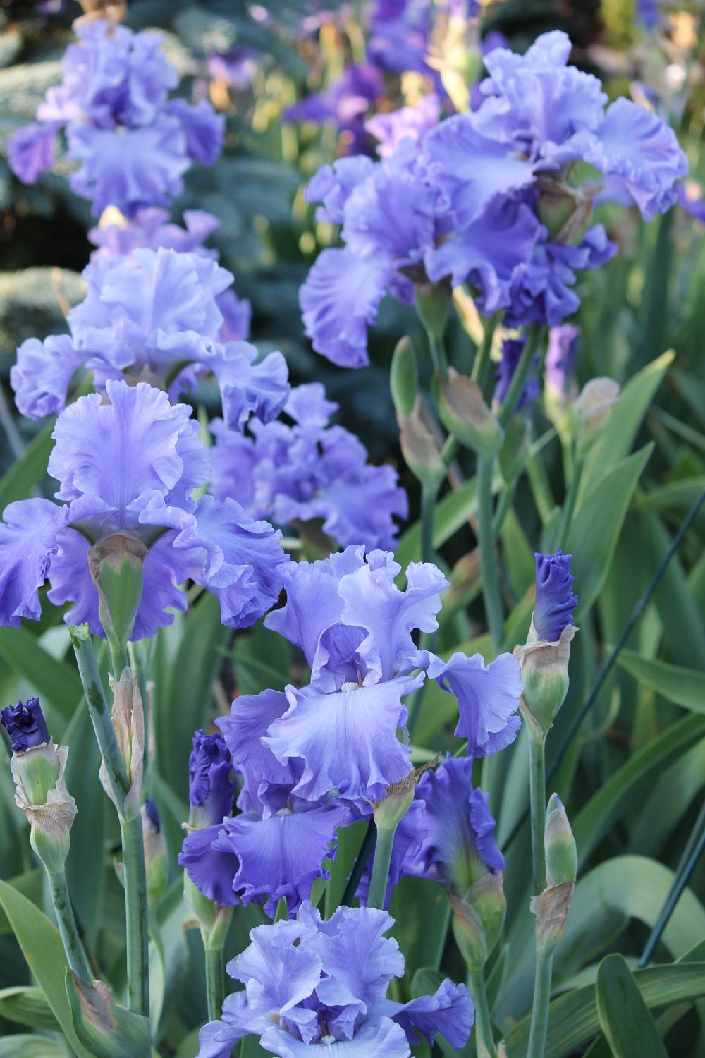 Photo of the bloom of Tall Bearded Iris (Iris 'Open Sea') posted by ...