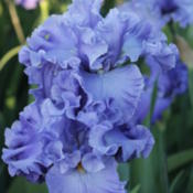 Tall Bearded Iris (Iris 'Open Sea') in the Irises Database - Garden.org