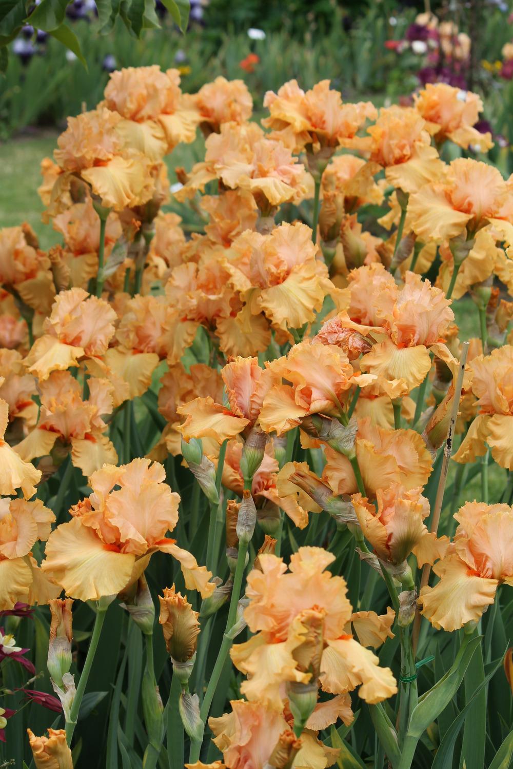 Photo of the bloom of Tall Bearded Iris (Iris 'Autumn Riesling') posted ...