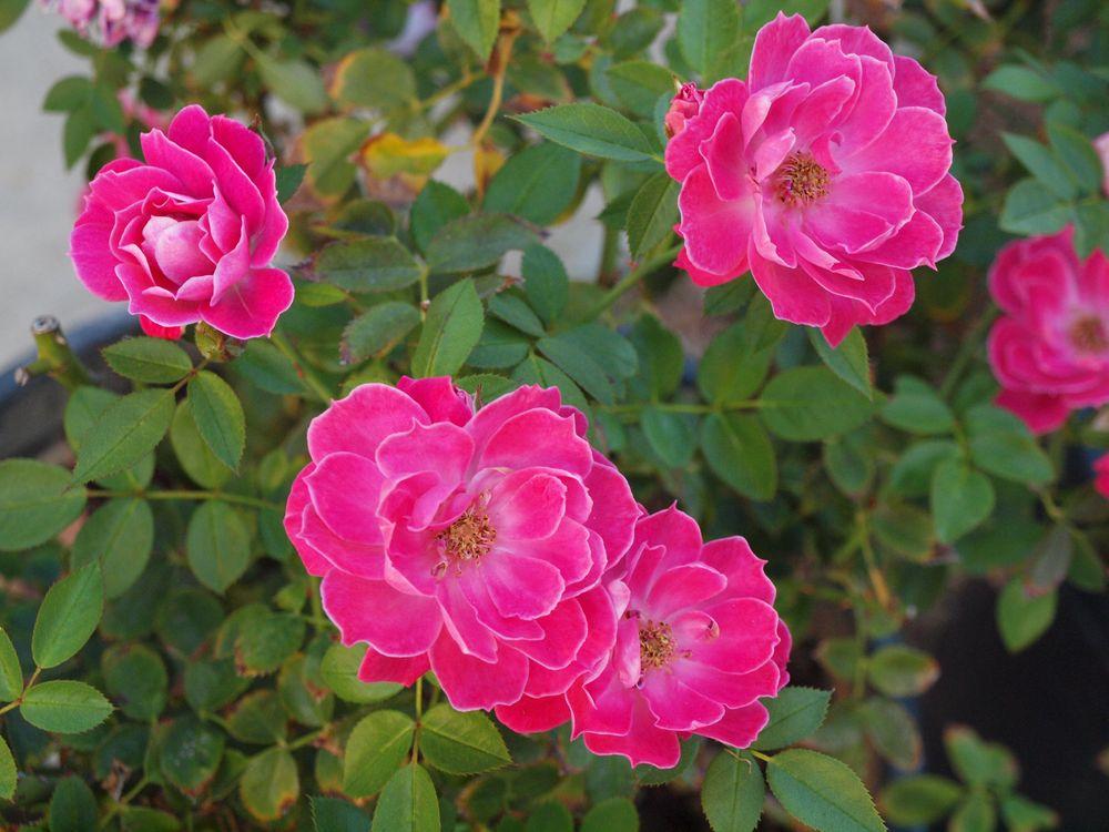 Rose (Rosa 'Adam's Smile') in the Roses Database - Garden.org