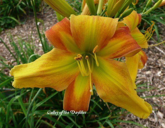 Photo of the bloom of Daylily (Hemerocallis 'Whoa Mule') posted by Joy ...