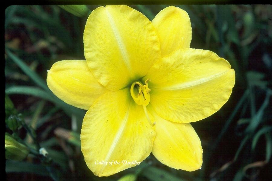 Daylily (Hemerocallis 'Jamie Douglas') in the Daylilies Database - Garden.org