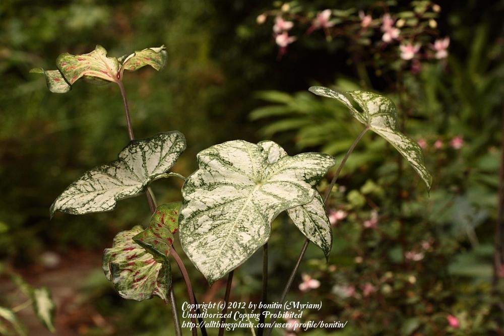 Fancy-leaf Caladium (Caladium 'Florida Blizzard') in the Caladiums ...