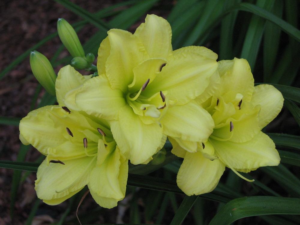 Photo of the bloom of Daylily (Hemerocallis 'Double Cutie') posted by ...